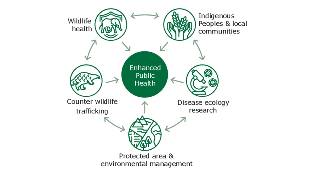 In a New Commentary on Pandemic Prevention, Scientists Emphasize: It’s ...