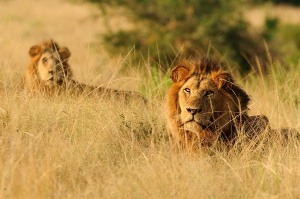 WCS Supports U.S. Government Actions to Protect Lions > Newsroom