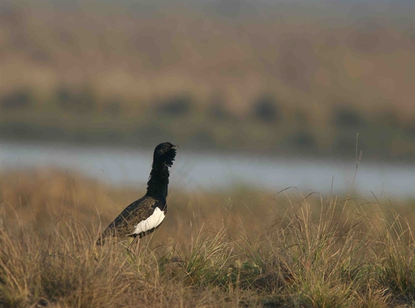 Cambodia’s Bengal Florican population declines, but conservation can ...