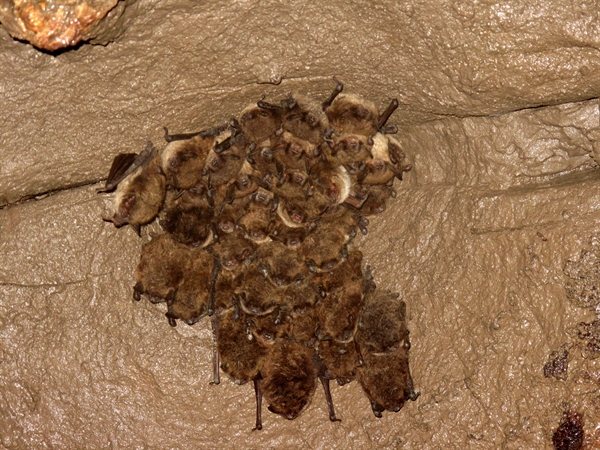 New Bat Habitat Discovered in Western Alberta > Newsroom
