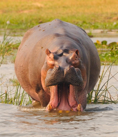 After a Long Demise Due to Poaching, Virunga’s Hippos Climbing Back ...