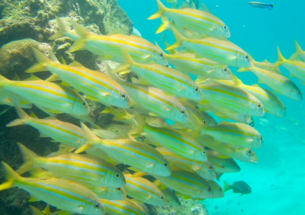 New Research in Kenya Finds Sweet Spot for Harvesting Reef Fish > Newsroom