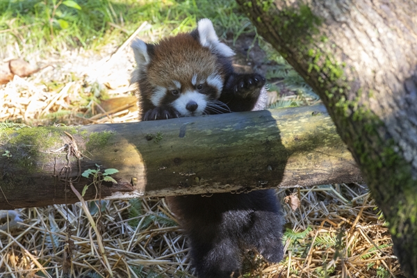 Two Red Panda Cubs Make Public Debut At Prospect Park Zoo > Newsroom