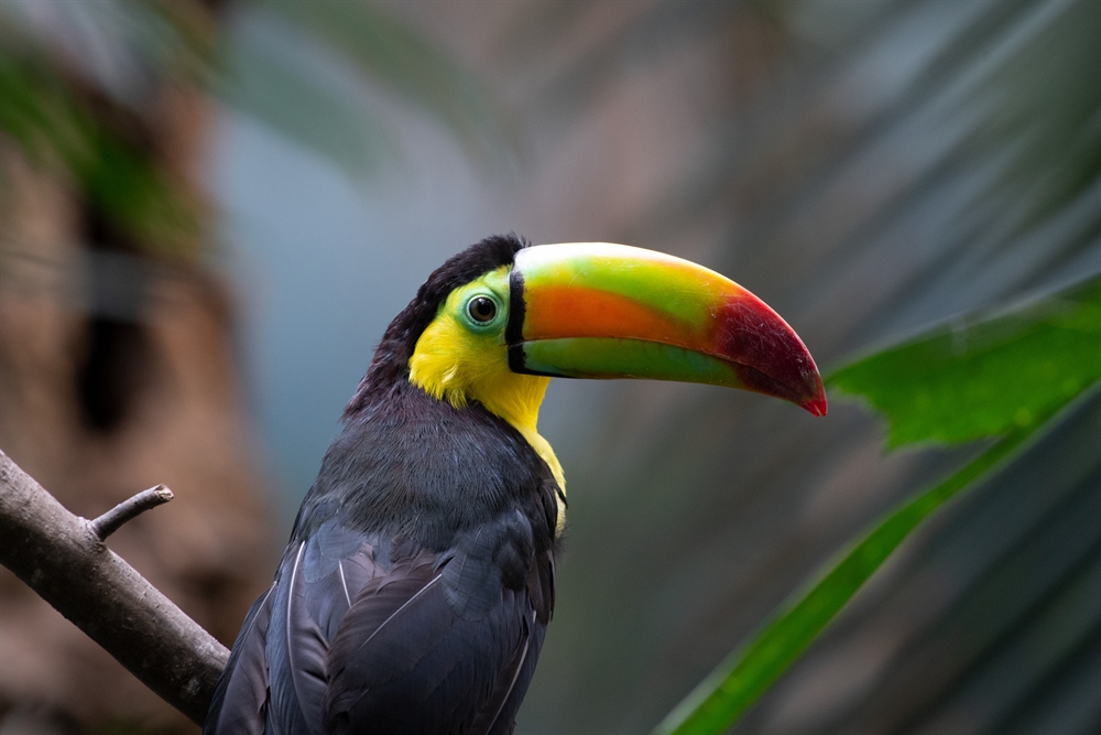 Bronx Zoo Educators Partner with Roundtable for New Class - Birds of a ...