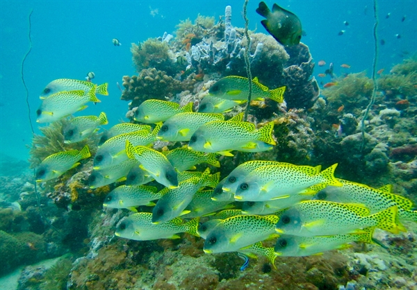 Maintaining Fish Biomass the Key to Conserving Reef Fish Biodiversity ...