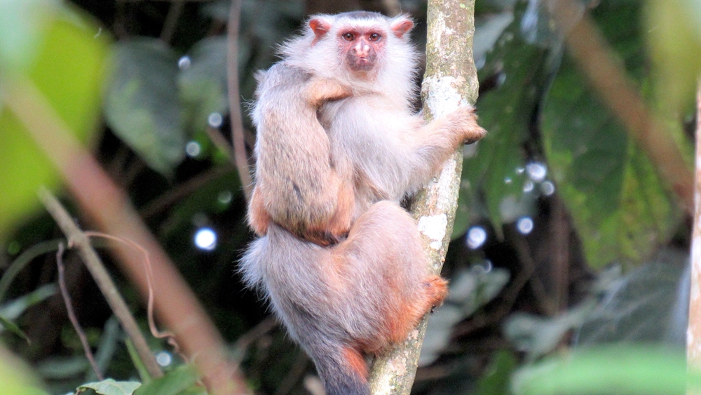 New Marmoset Species Discovered in Brazilian Amazon > Newsroom