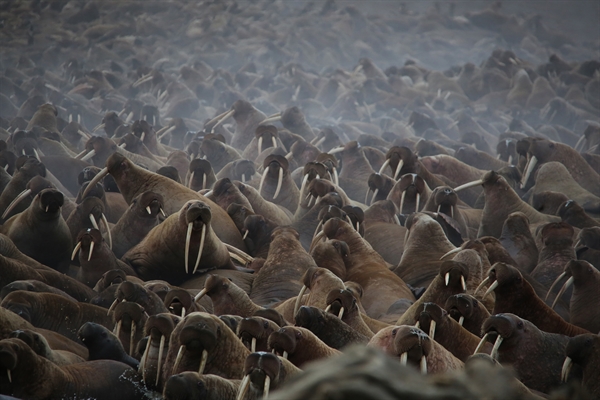 The Climate is Changing – New Report Says So Should Wildlife ...