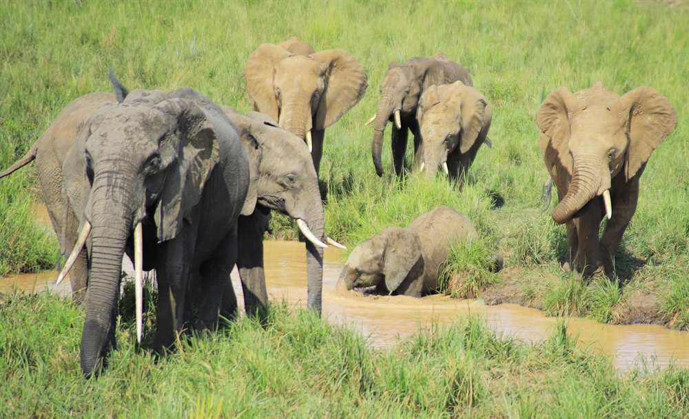 Climate Change Threatens Older Elephants Most, Jeopardizing African ...