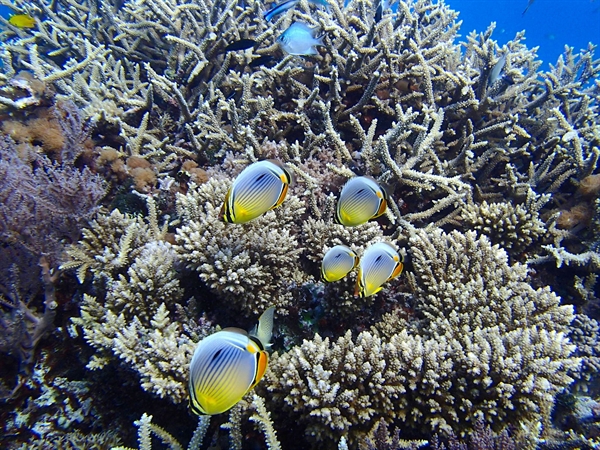 April 8--Recipe for Saving Coral Reefs: Add More Fish > Newsroom