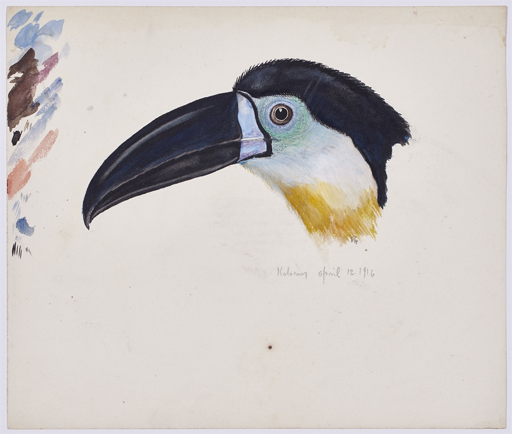 WCS Releases Archive of Stunning, Forgotten Historical Wildlife ...