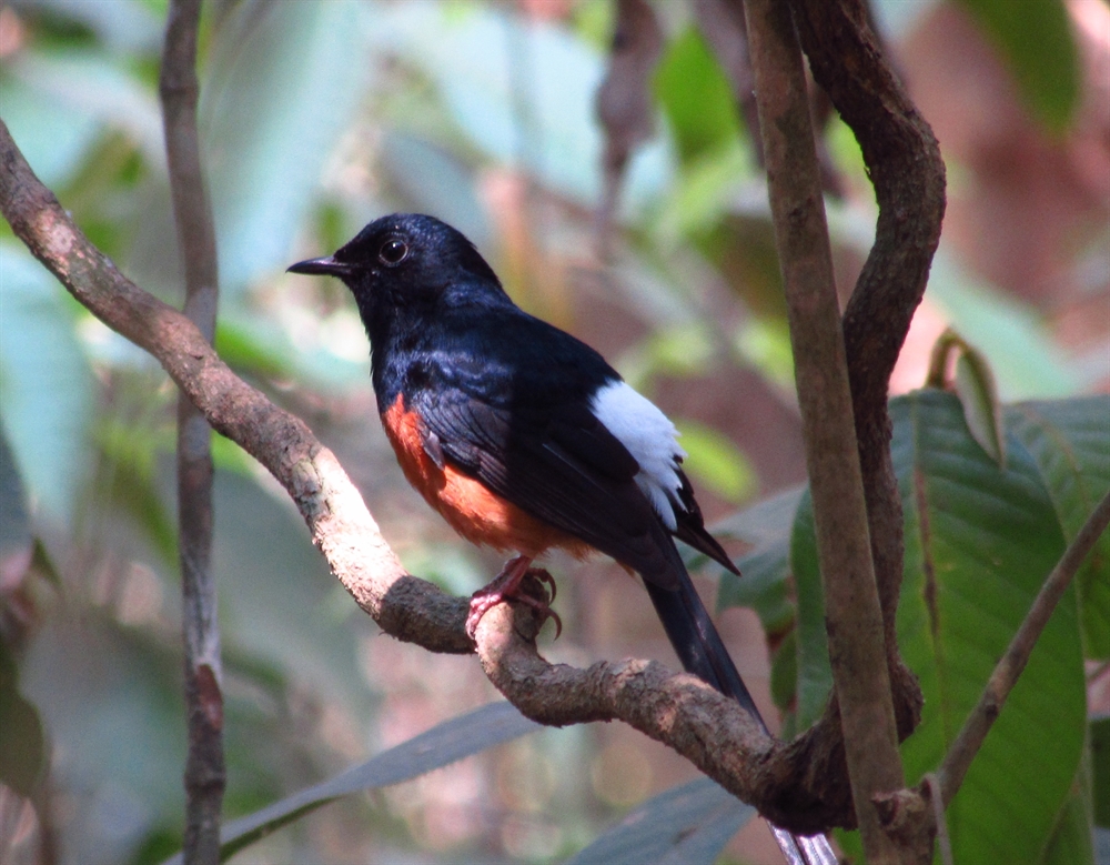 CITES CoP19 Parties Vote to Protect Two Asian Songbirds, Devastated by ...