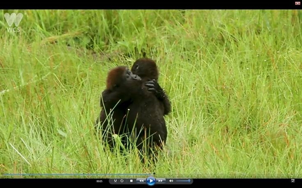 Video Captures Gorillas Hugging it Out > Newsroom