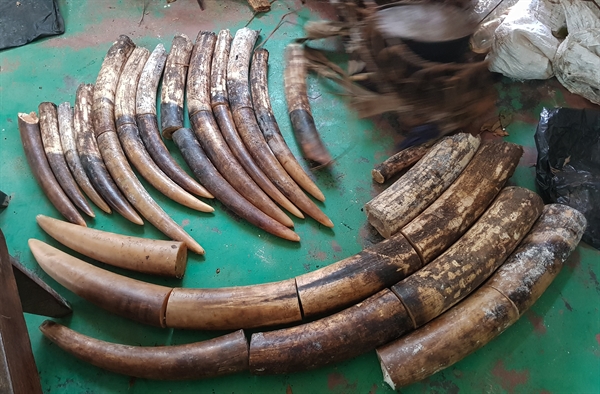 Successful Anti-poaching Operation Leads to 5-Year Conviction for Three ...