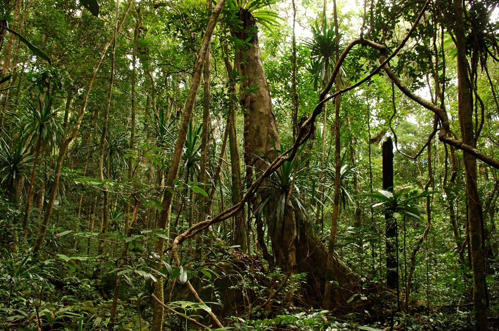 WCS Statement on the Importance of High Forest, Low Deforestation ...