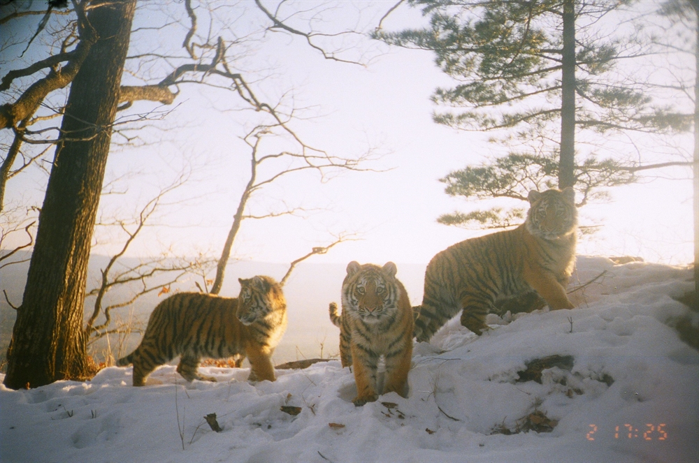 The Secret Lives of Tigers > Newsroom