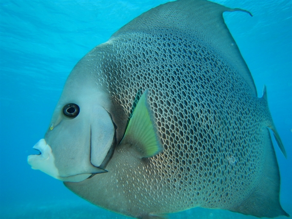 New Fisheries Law in Belize Protects Both Marine Species and ...