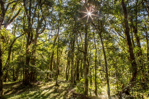 Forests for Life: New Global Partnership Targets Planet’s Great Forests ...