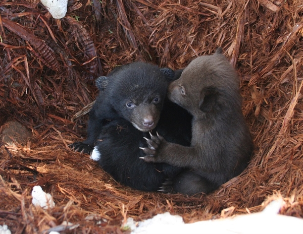 Study: Absent for more than 80 years, bears returning to Nevada’s Great ...