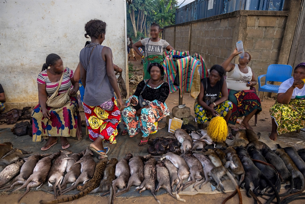 Release of “Bushmeat,” a Book Promoting a Holistic Approach to Wild ...