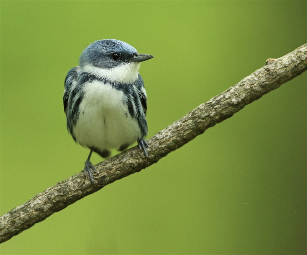 Conservation Sweet Spots: Research Reveals Where Protecting Nature ...