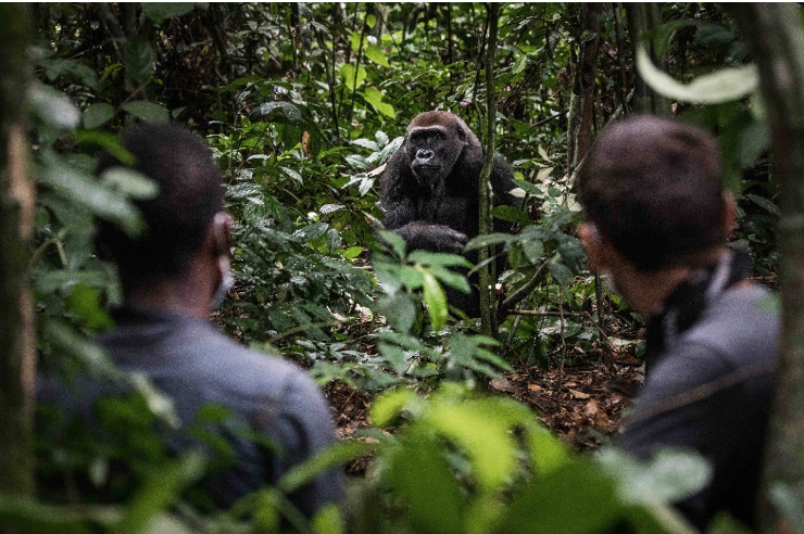 Nouabalé-Ndoki Becomes First Certified Gorilla Friendly (TM) National ...