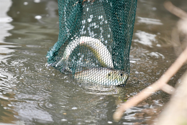 NYC Parks and WCS Release 400 Herring in the Bronx River > Newsroom