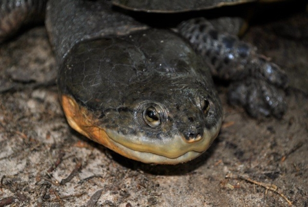 Colombia’s Dahl’s Toad-headed Turtle Threatened by Fragmented Habitat ...