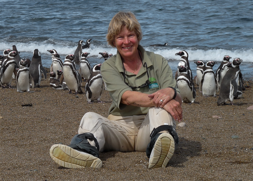 Penguin Awareness Day: Celebrating Dee Boersma’s 40 Years of Studying ...