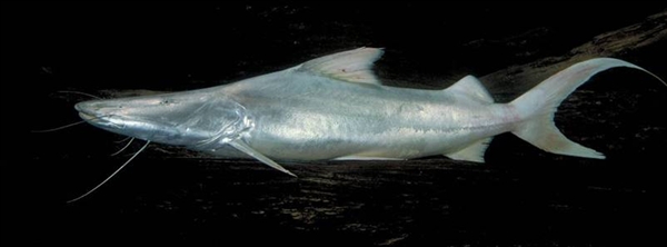 Scientists Confirm Dorado Catfish As All-Time Distance Champion of ...
