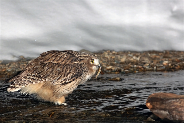 Unlocking the Secrets of the World’s Largest Owl > Newsroom
