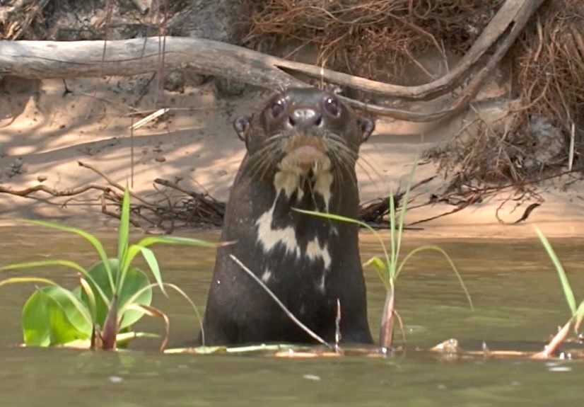 Experts in South America Identify Priority Conservation Areas for the ...