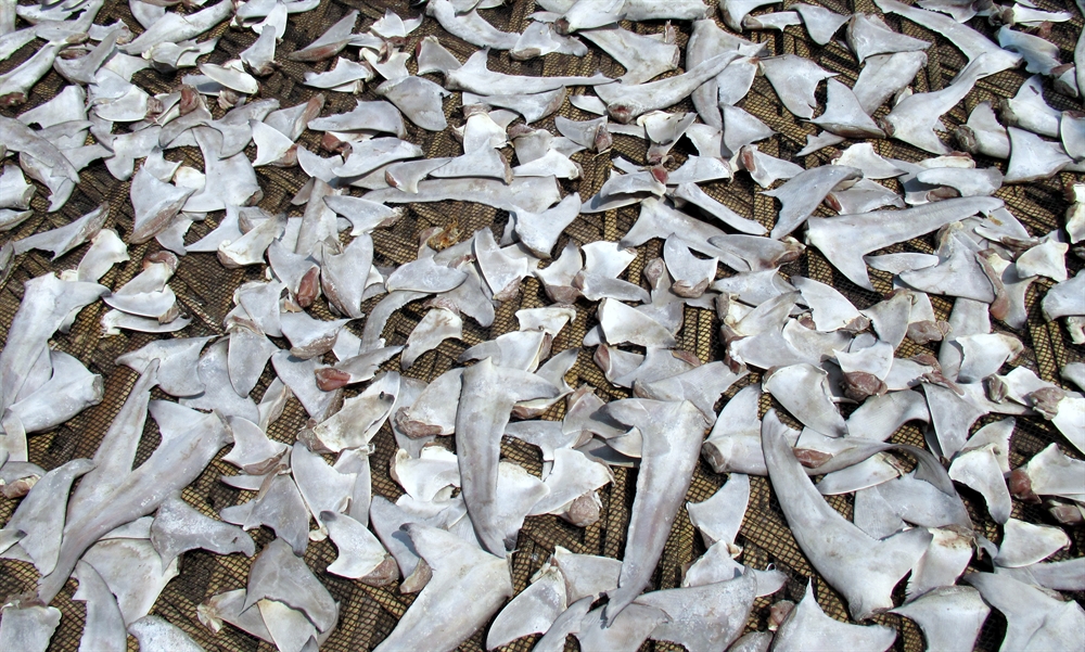 Bangladesh Takes Major Step to Protect Threatened Sharks and Rays ...