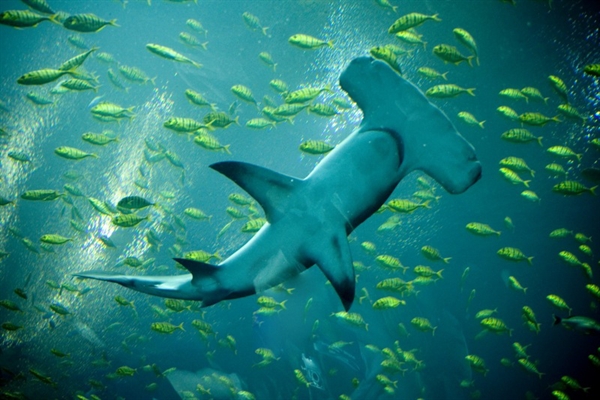 Experts Plan Conservation Roadmap for Shark and Ray Hotspot > Newsroom