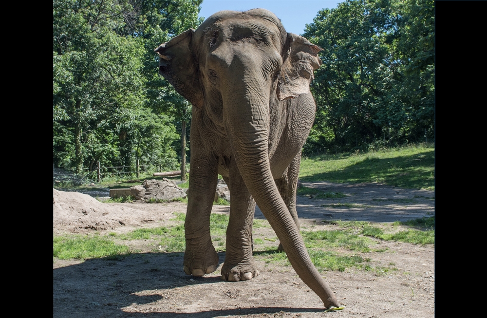 Happy, a Much-Loved Asian Elephant at the WCS Bronx Zoo, Has Died ...