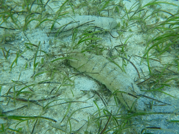 Study in Fiji Finds That Removing Sea Cucumbers Spells Trouble for ...