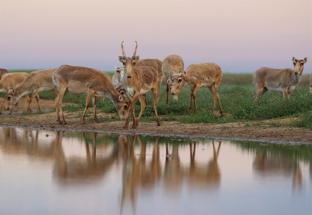 “Unprecedented Conservation Triumph”: Saiga Antelope Reclassified From ...