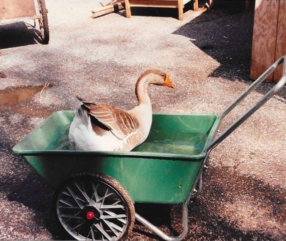 Mert, an Aged Domestic Goose at the Bronx Zoo, Euthanized Due to ...