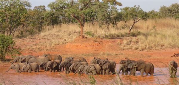THE RUN-UP TO CITES: GREAT NEWS FOR ELEPHANTS IN NIGERIA African ...
