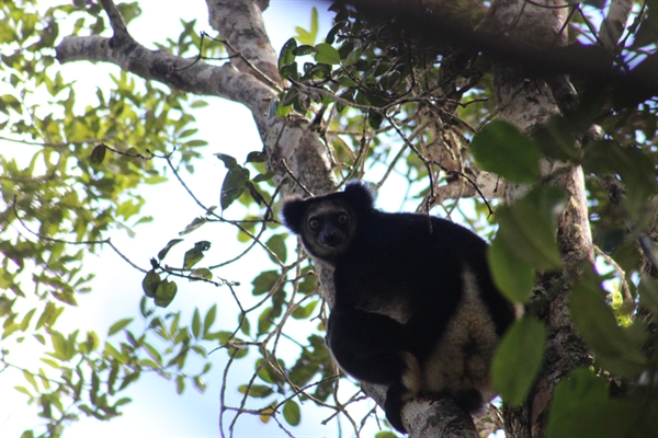 Government of Madagascar Inaugurates Makira Natural Park > Newsroom