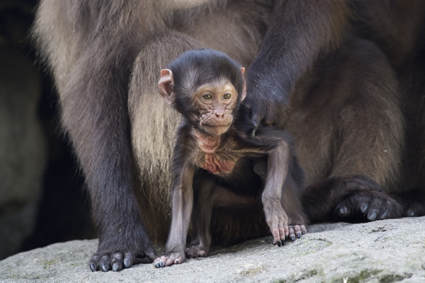Bronx Zoo Debuts Gelada Baby > Newsroom