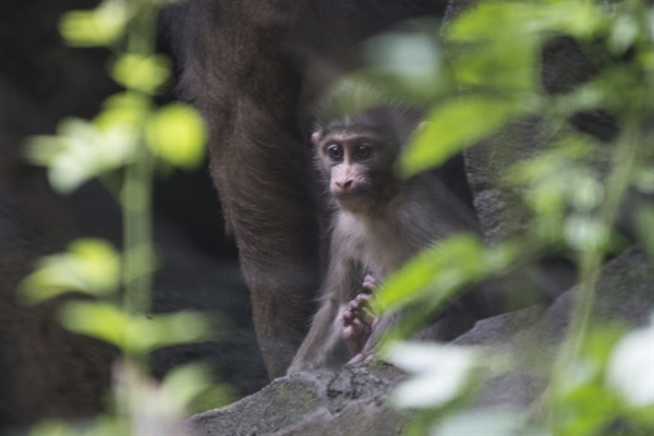 Baby Mandrill – The World’s Largest Monkey Species – Debuts at the ...