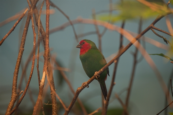This Holiday Season, Red-and-Green Finches are Stars of WCS’s Prospect ...