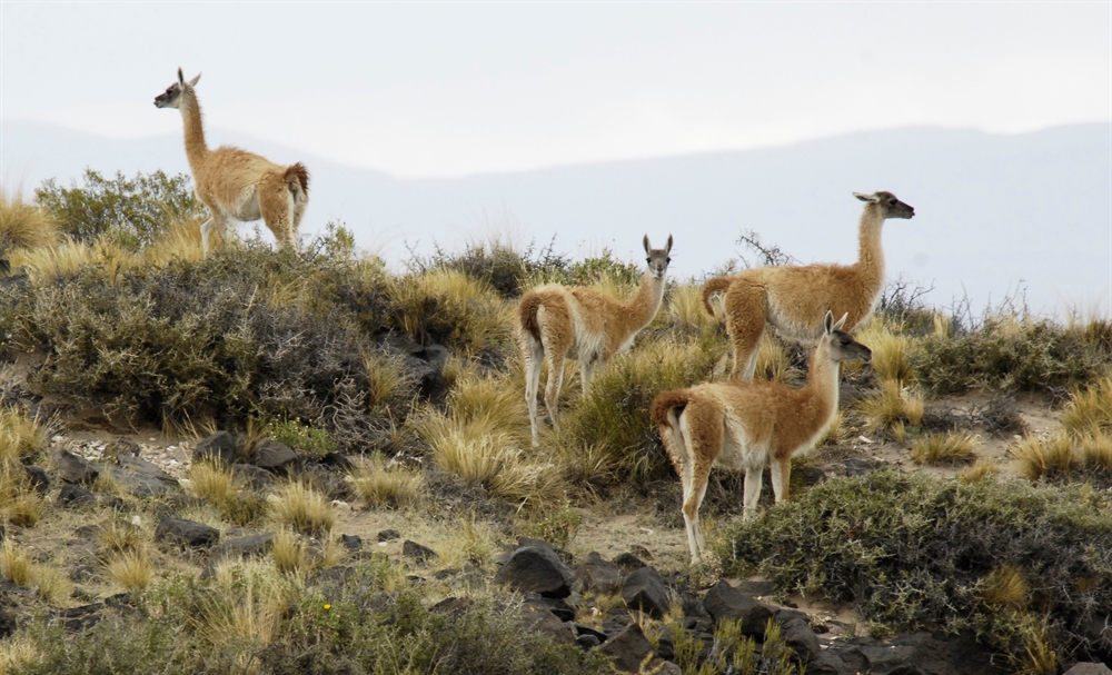 CMS COP14, An Historic Opportunity to Protect the Guanaco Migrations ...