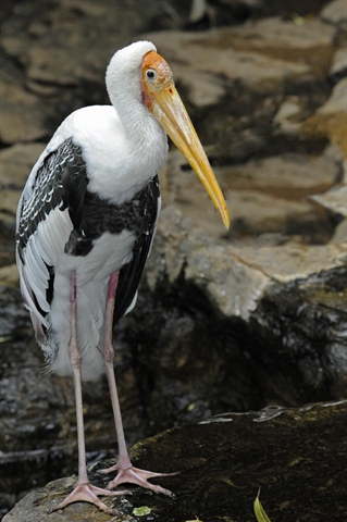 WCS'S Prospect Park Zoo Debuts Painted Storks > Newsroom