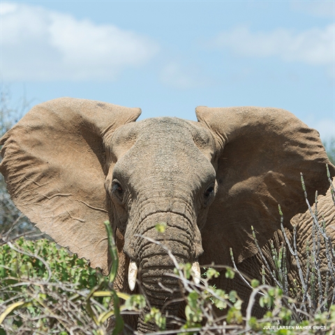 CITES CoP17: 7 Reasons Elephants Won at CITES