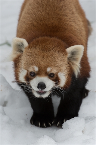 Five Reasons to Visit WCS’s Prospect Park Zoo in the Winter > Newsroom