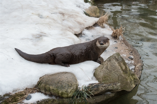 Five Reasons to Visit WCS’s Prospect Park Zoo in the Winter > WCS Newsroom