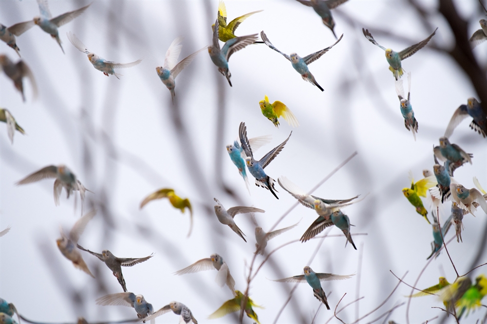PRESS PREVIEW - BUDGIE LANDING to Open at Bronx Zoo for Memorial Day ...