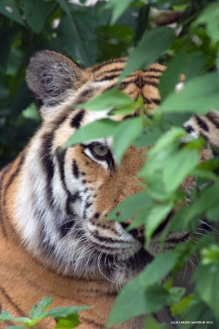 CITES CoP17: WCS Applauds Lao PDR for Committing to Shut Down ...