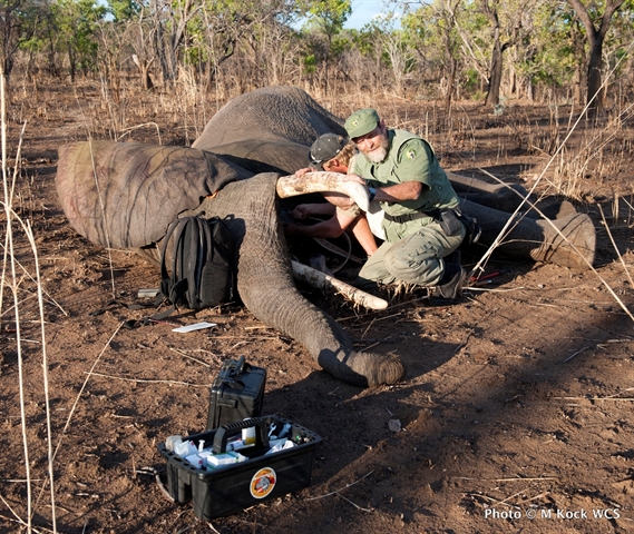 Mozambique Completes Major Elephant Collaring Effort > Newsroom